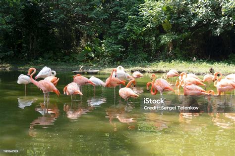 화창한 날에물속에서 분홍색 플라밍고 무리 플라밍고 가족은 연못에서 먹는다 나무가있는 녹색 공원에서 많은 분홍색 색의 새들 조류 사육장에 대한 스톡 사진 및 기타 이미지