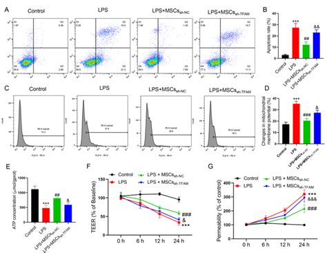 Mscs Ameliorated Lps Induced Mitochondrial Dysfunction And Permeability