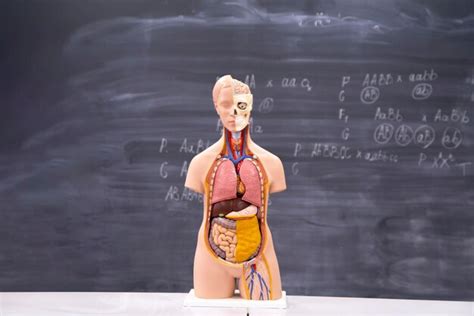 Images De Cours Anatomie Téléchargement Gratuit Sur Freepik