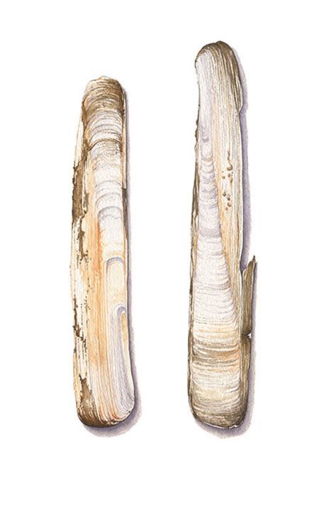 Razor Clam Sea Shell Watercolour Painting Aquarell Ideen Aquarell Kunst