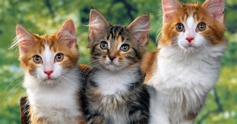 Le Blog De Reveur Les Trois Chatons