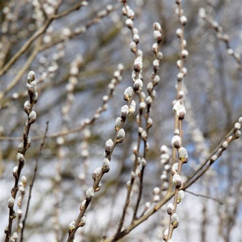 Salix Discolor Pussy Willow Butterfly Effect Farm