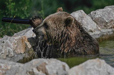 Urso Se Refresca Em Piscina Natural Em Santuário No Kosovo Veja