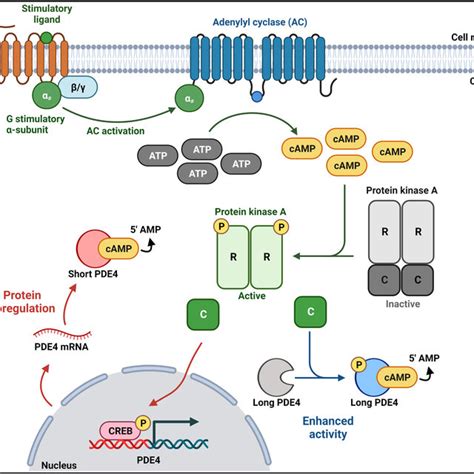 Pde4 Isoform Structure And Classification Depending On The Length Of