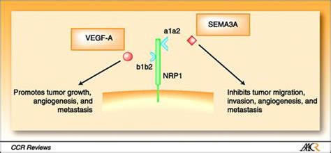 Role Of Class 3 Semaphorins And Their Receptors In Tumor Growth And