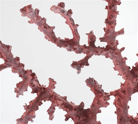 Faux Coral Decorative Objects Pottery Barn Australia
