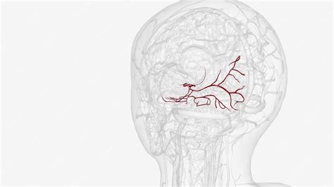 Premium Photo Left Posterior Cerebral Artery And Branches