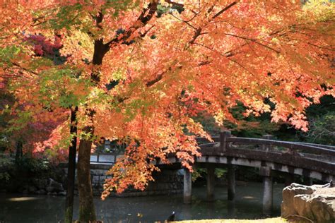 知恩院 秋の紅葉・ライトアップ2022 知恩院 和順会館