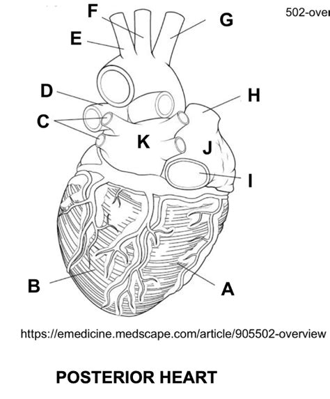 Posterior Heart Drawing Diagram Quizlet