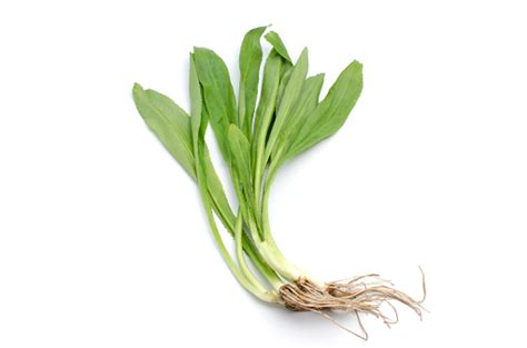 신선한 Culantro 톱니 고 수흰색 배경에 Eryngium Foetidum 0명에 대한 스톡 사진 및 기타 이미지 0명