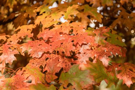 Shumard Oak Pros And Cons Is It Wise To Plant Them In Your Garden