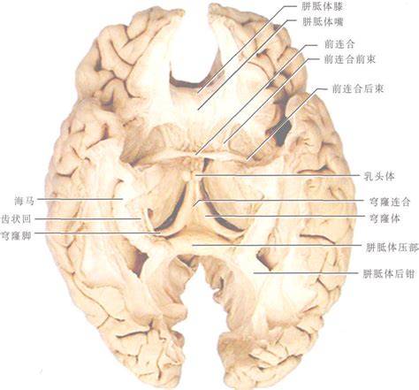 图5 1 48 大脑半球的连合纤维示前连合与穹窿连合 新编人体解剖学