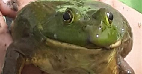 F R O G Album On Imgur