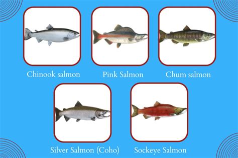 Which Salmon Fishing In Alaska Is Best For You