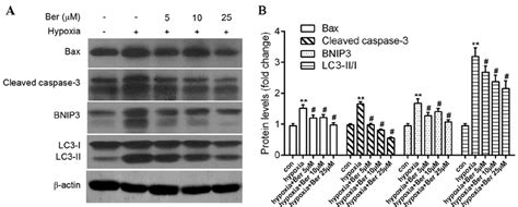 Berberine Inhibits The Hypoxia‑induced Increase In The Expression