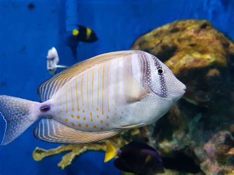 물고기 생선 수족관 이국적인 Pixabay의 무료 사진