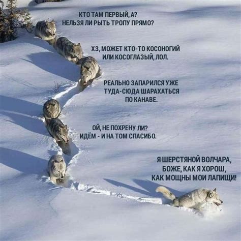 Шерстяной волчара Боже как я хорош шерстяной волчара боже как я хорош как я хорош как я