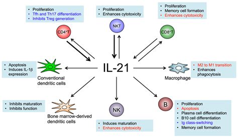 Il 21 Signaling In Immunity F1000research