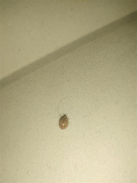 What Is This Looks Like A Grey Ladybug R Whatisthisbug