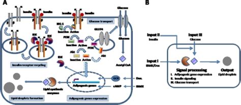 A Simplified View Of A Drug Inducible Adipogenesis Syst Open I