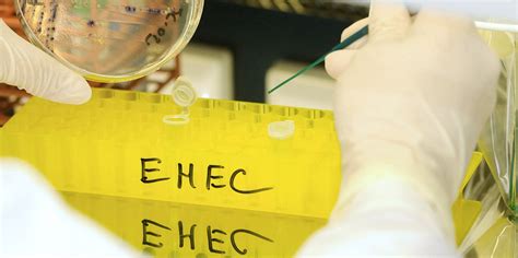 Ehec Meldet Sich Zurück Gg