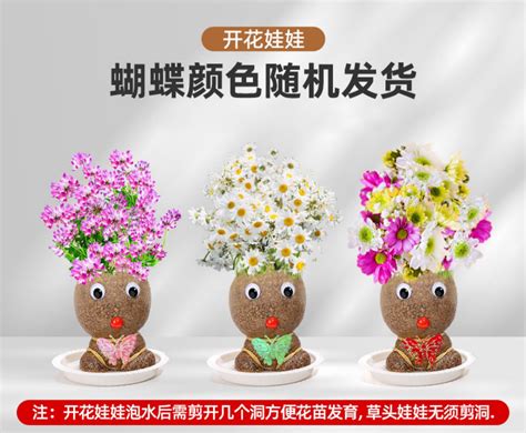 头上长草娃娃草头开花儿童种植小盆栽种草绿植观察植物生长幼儿园 阿里巴巴