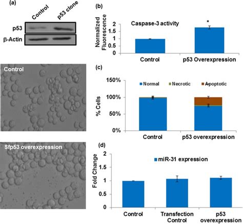 Evidence For A Radiation Responsive ‘p53 Gateway Contributing