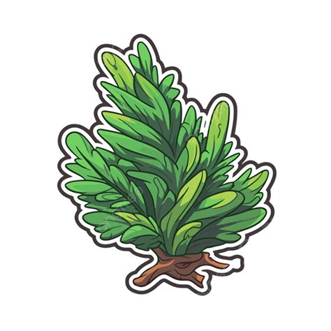 Sticker Illustration Of Root Plant Clipart Vector Evergreen Branch