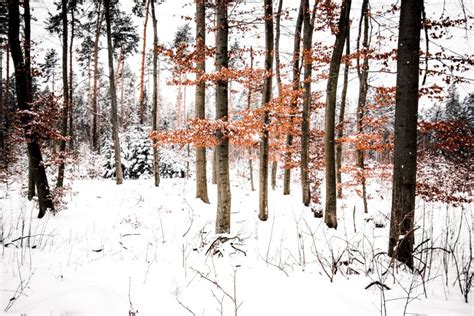 Explaining Deciduous Trees Tree Care Incorporated