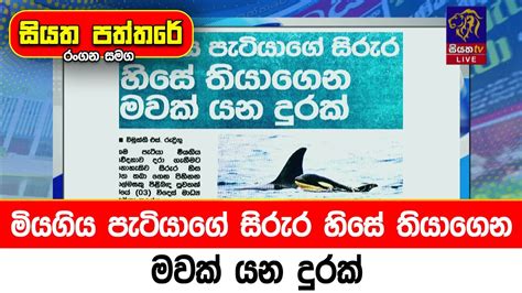 මියගිය පැටියාගේ සිරුර හිසේ තියාගෙන මවක් යන දුරක් Youtube
