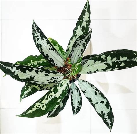 Yahoo オークション LAネームド株 Aglaonema pictum Nix aceh sumat