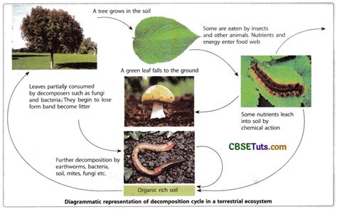 Productivity And Decomposition Definition Types And Diagram Cbse Tuts