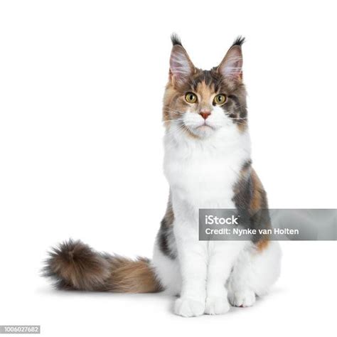 예쁜 옥 양 목 메인 Coon 고양이 여자 시체 옆에 꼬리 똑바로 앉아 흰색 배경에 고립 된 렌즈를 찾고 애완고양이에 대한 스톡