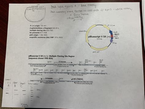 3 A Draw Restriction Maps To Show The Layout Of