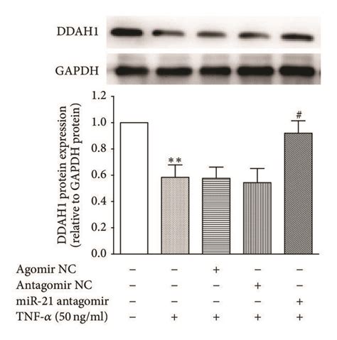 Dmy Increases Ddah1 Expression And Enhances Ddah Metabolizing Activity