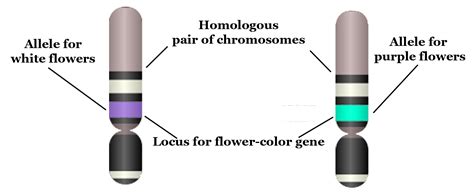 30 Hd Haplotype Analysis In R Insectza
