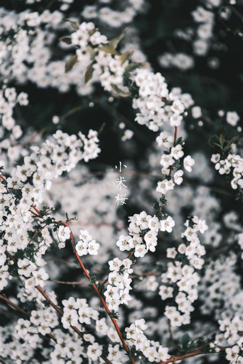당신의 흑야 메인트봐주세요 on Twitter RT Shirousa uto 春に吹雪くは花の雪
