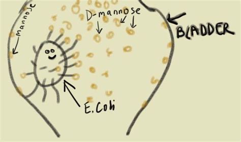D Mannose Powder
