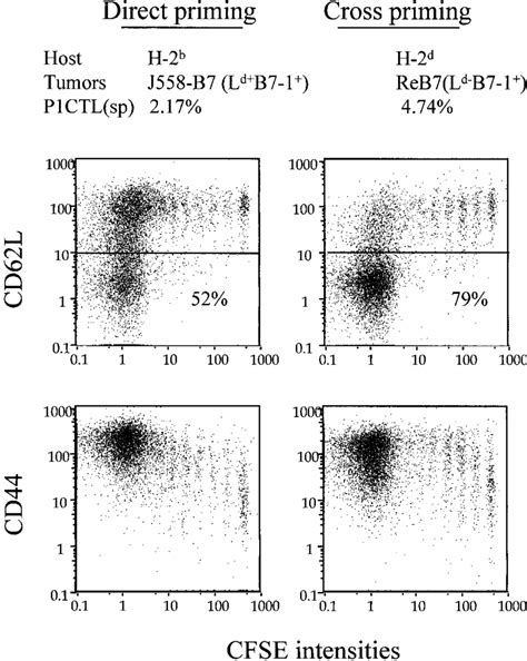 Cross Priming Is Modestly More Efficient In Activating P1ctl In Vivo