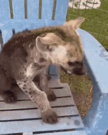Hyena Laugh  Hyena Laugh Happy Discover And Share S