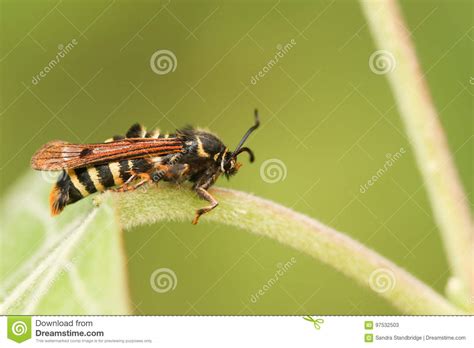 A Rare Raspberry Clearwing Moth Pennisetia Hylaeiformis Perched On A Leaf Stock Image Image