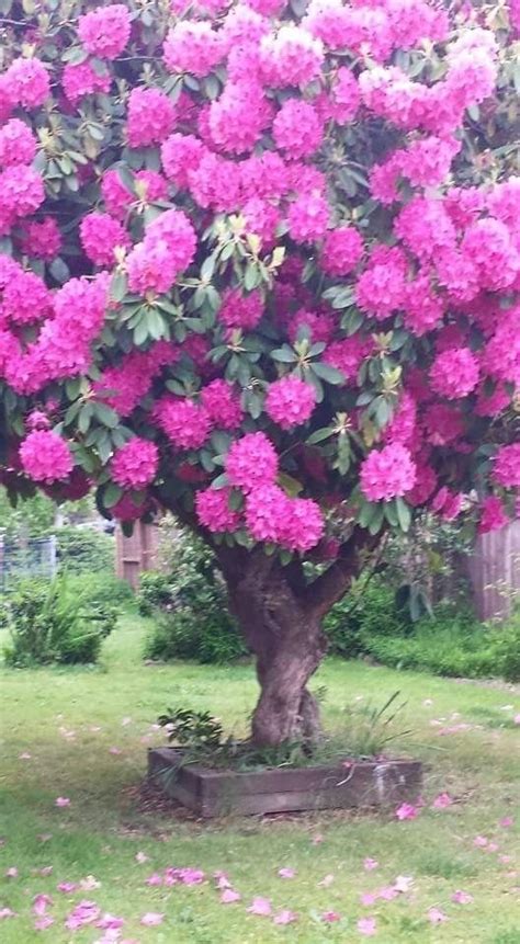 BELIEVER IN CHRIST AS MY BEST FRIEND THE TREE OF LIFE