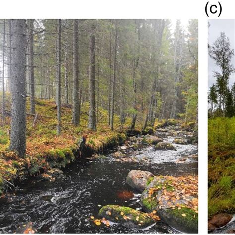 The Relationship Between Riparian Buffer Width And Stream Size Download Scientific Diagram