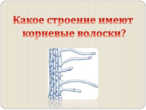 Рост корня - презентация онлайн