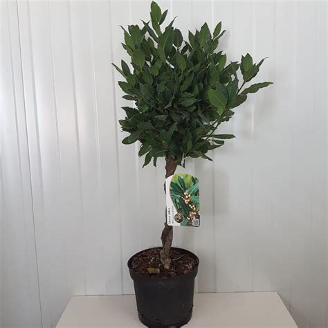 Градински растения Архиви Цветна борса ПРО ПЛАНТС