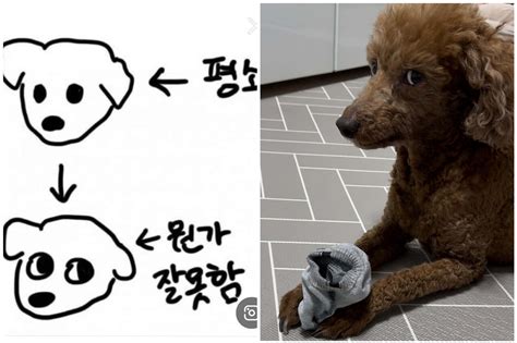 모든 강아지들 표정 특 유머 게시판