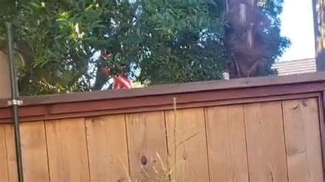 We Had To Add A Privacy Fence On Top Of Our Actual Fence Because Our