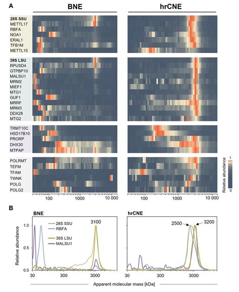 Comparison Of Mtdna Rna Interacting Proteins Identified In Bne And