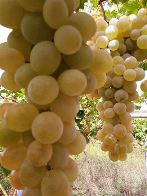 მეურნე სოფლის მეურნეობის ჯგუფი იყიდება ნამყენი ვაზის შემდეგი ჯიშები Facebook