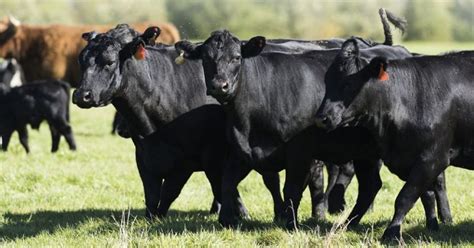 Calf Nutrition Weaning Practices Part Iii